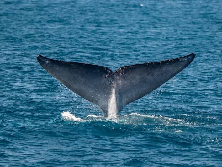 San Diego: Dolphin and Whale-Watching Sunset Cruise - The Itinerary Breakdown