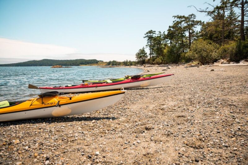 San Juan Island: 3-h Griffin Bay Tour - The Experience on the Water