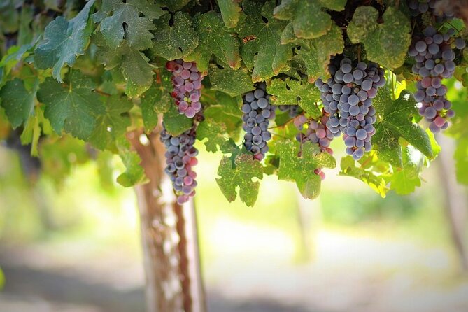 Sant'Agata de' Goti wine tasting and cooking class experience - The Culinary Hands-On Experience
