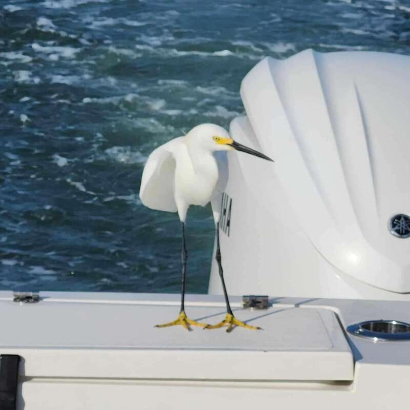 Sarasota Sunset Charter - Practical Tips for Your Trip