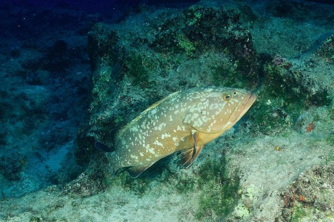 Scuba Diving in Kas for Certified Divers incl. All Equipments - The Tour in Detail