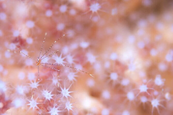 Scuba Diving in Yakushima island (for certified divers only) - Who Should Consider This Tour?