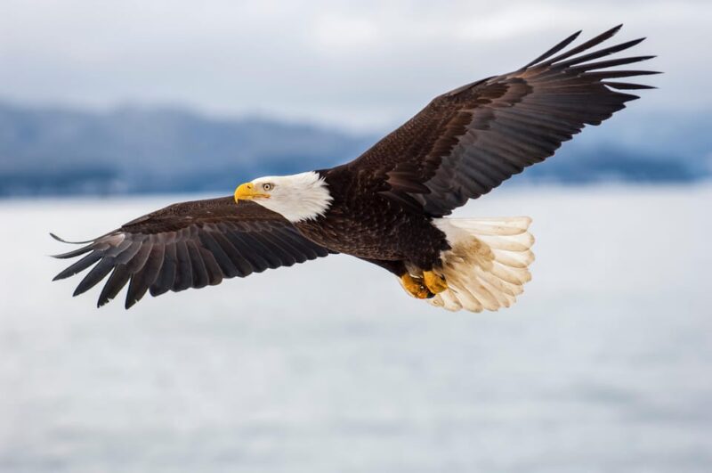 Seattle: Half-Day Wildlife and Whale Watching Cruise - Who Will Enjoy This Tour?