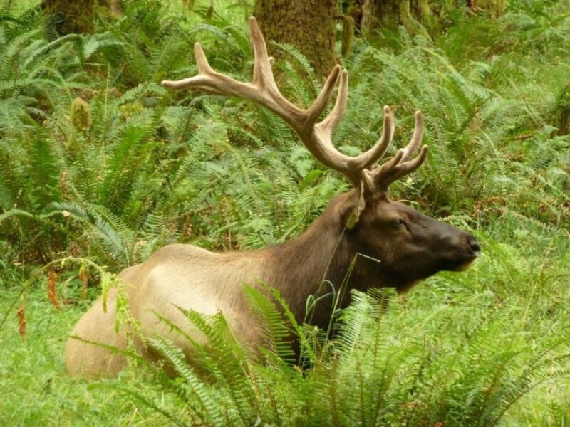 Seattle: Olympic National Park Small-Group Tour - The Real Journey: A Detailed Look at the Tour