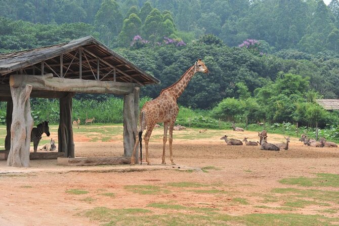 See Panda Guangzhou Chimelong Safari Park and Circus Private Tour - Why This Tour Makes Sense