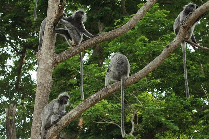 Silver Leaf Monkeys and Firefly Tour with Boat Ride and Seafood Dinner - Exploring the Itinerary in Detail