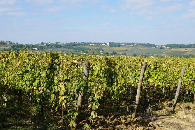 SMALL GROUP Chianti 2 wineries & meat feast @ Dario Cecchini - What We Loved and What to Consider