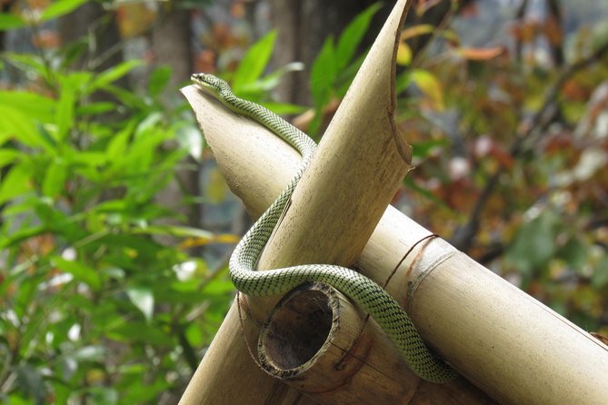 Small-Group Full-Day Khao Sok Nature Tour From Khao Lak - FAQs