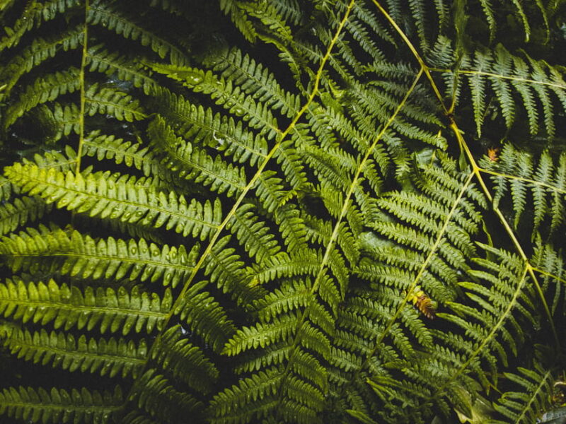 Snoqualmie, Twin Falls & Ancient Forest (Transport Included) - What to Expect: Details and Practicalities
