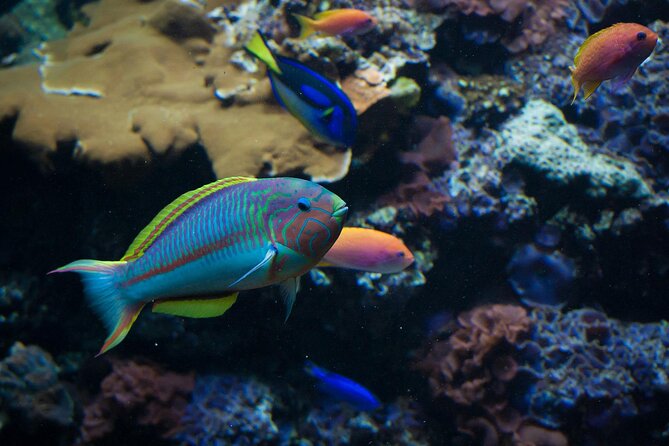 Snorkeling activities in Syracuse - What Makes This Snorkeling Tour Stand Out