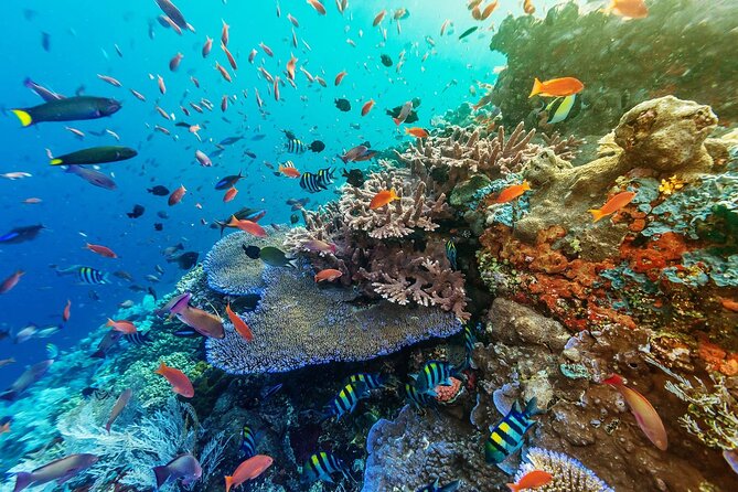 Snorkeling Adventure with East Nusa Penida Tour All Inclusive - Analyzing the Value