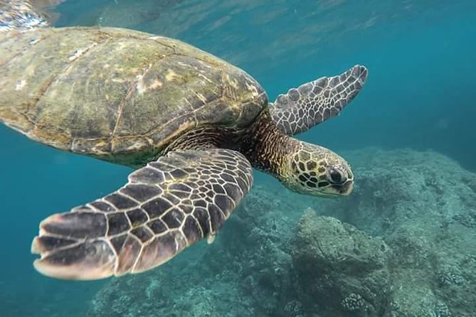 Snorkeling at Pigeon Island - Who Will Love This Tour?