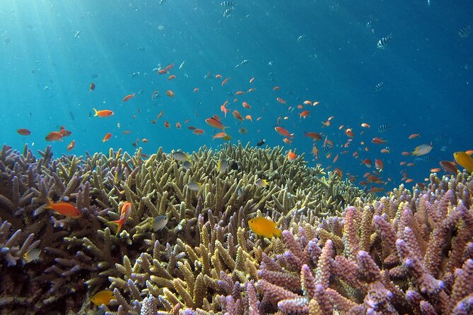 Snorkeling Nusa Penida and Island Tour Package - The Value and Who Will Enjoy This Tour