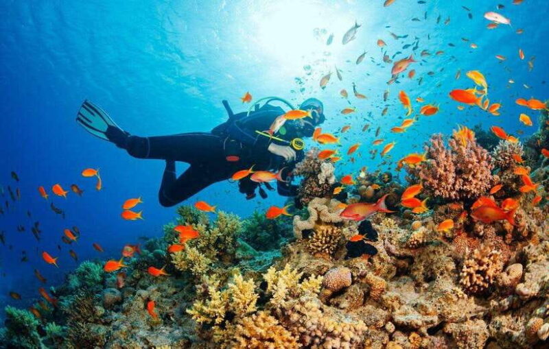 Snorkeling Or Scuba Diving In Cham Islands - What Makes This Tour Stand Out
