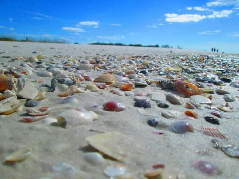 St. Petersburg, FL: 4-Hour Private Beach Tour - What Makes This Tour Stand Out?