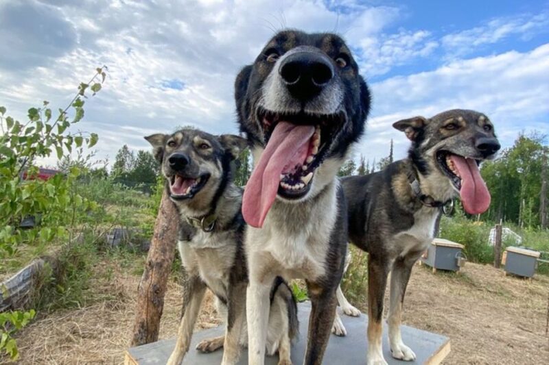 Summer Sled Dog Kennel Tour - What Is the Summer Sled Dog Kennel Tour?