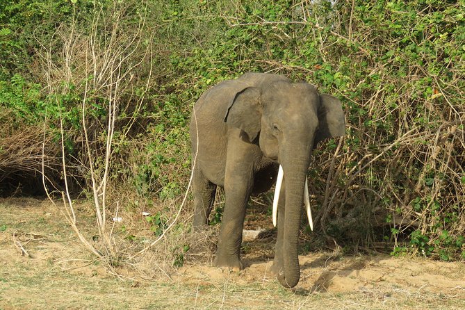 Super Luxury Jeep Safari at Yala National Park - The Real Traveler Experience