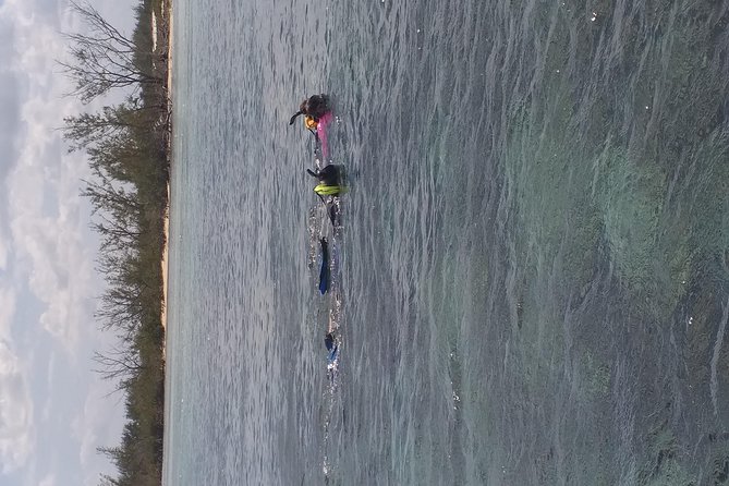 Sweetings Cay Mangrove Kayaking and Turtles - Transportation, Duration, and Cost: Why They Matter