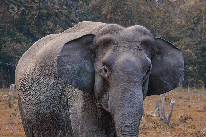 Taj Mahal with Visit to Elephant Conservation Center From Delhi - How This Tour Offers Genuine Value
