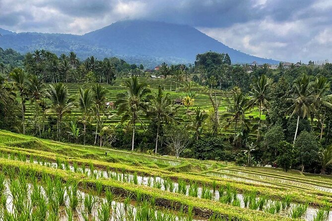 Tanah Lot - Ulun Danu Beratan Temple - Scenic Countryside Tour - Final Thoughts