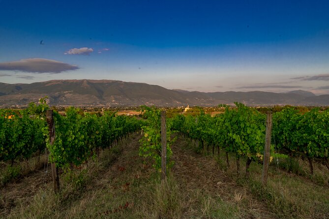 TASTING Selection of 3 wines in Montefalco - The Winery’s Philosophy