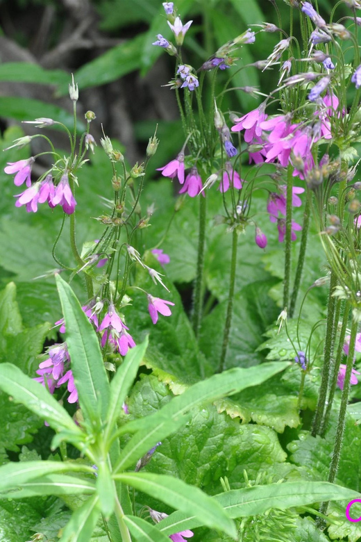 THE BOTANICAL GARDENS OF AOSTA VALLEY - Who Will Love This Tour?