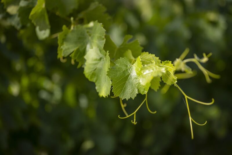 The Châteaux of Grès de Montpellier & Wine Tasting - Who Should Consider This Tour?