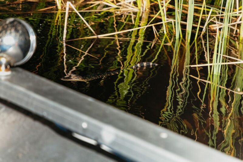 The Everglades: 1-Hour Airboat Night Tour - Authentic Perspectives from Travelers