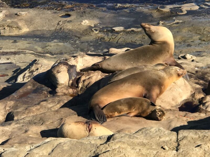 The La Jolla Tour - Final Thoughts: Why Choose the La Jolla Tour?