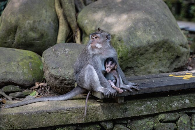 The Three Temples of Bali Half Day Private Tour - A Closer Look: What to Expect from the Tour