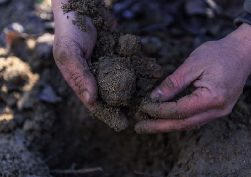 Toscana: Truffle Hunting and Tasting - The Details That Make This Tour Special