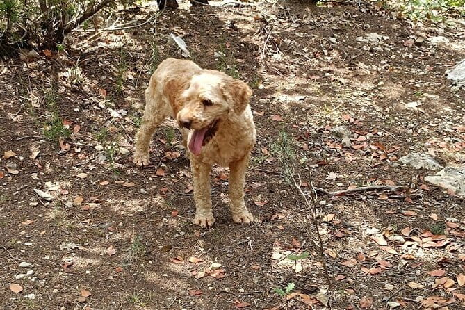 Truffle hunting experience with lunch and Chianti wine tasting - Practical Details and Tips