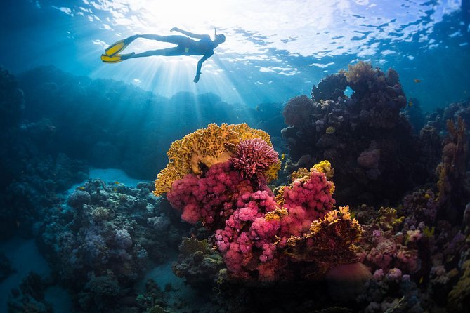 Try Freediving on Nusa Penida - The Benefits of Guided Free Diving