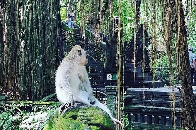 Ubud iconic waterfall and temple tours - The Role of the Guides and Customer Experiences