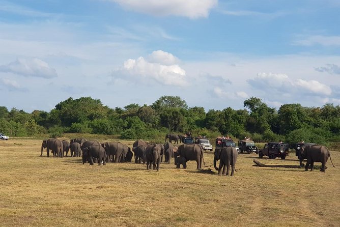 Udawalawa National Park Day Tour - Pricing and Value