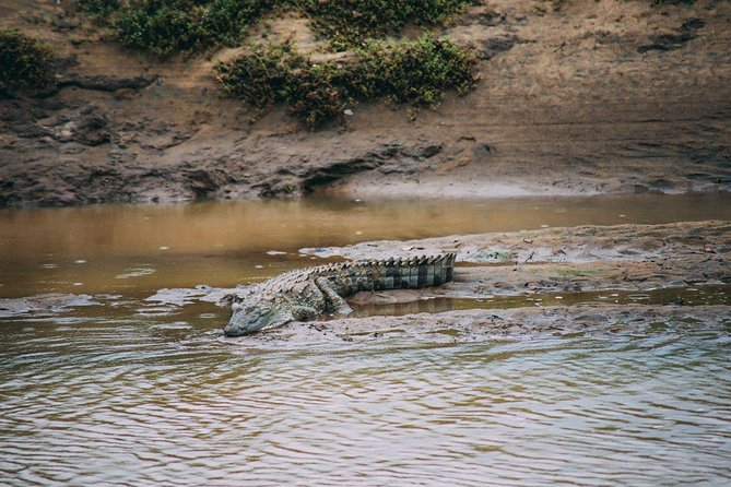 Udawalawe Safari Day Trip from Ella/Tangalle/Dikwella/Hambantota - Authentic Reviews and What They Highlight