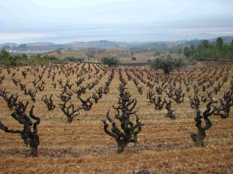 Vilafranca del Penedès: Winery Visit with Tastings - Exploring the Itinerary: What’s Included and Why It Matters