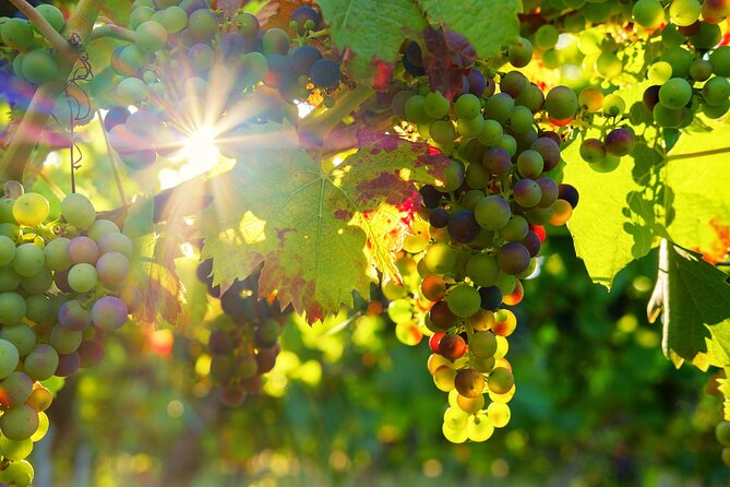 Vinho Verde Private Wine-Tour (All Inclusive) - What Makes This Tour Stand Out