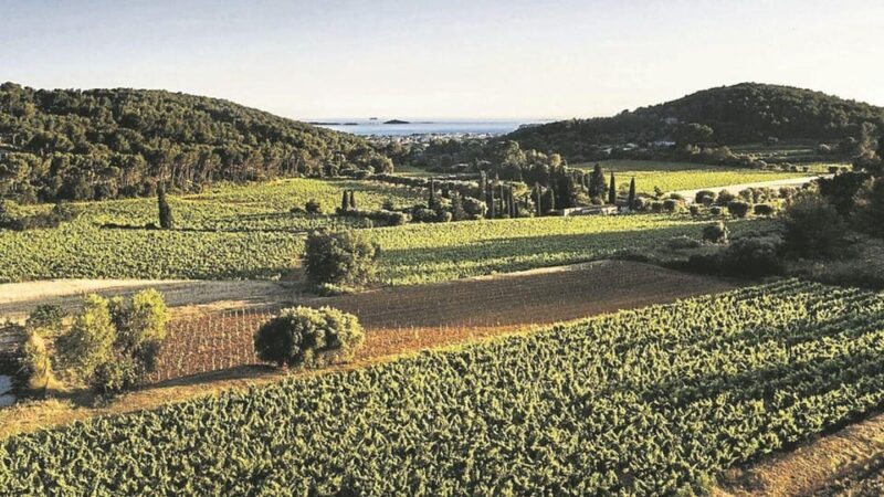 Visit the vineyards and discover Bandol wines - Why This Tour Works for Travelers
