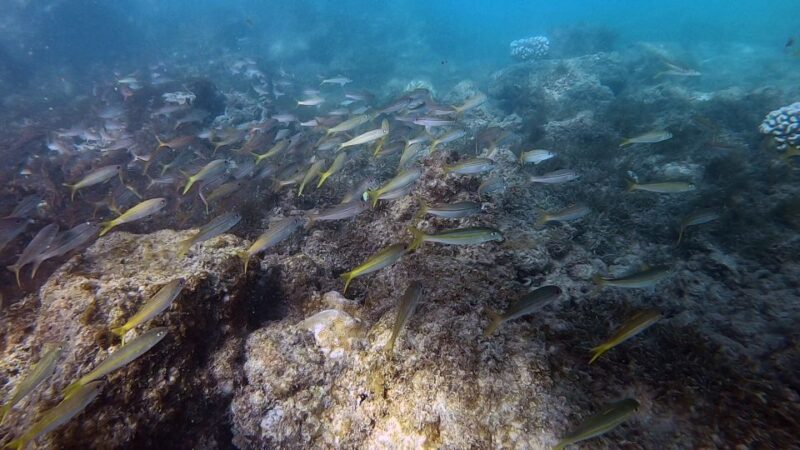 Waikiki: Honolulu Beginner Scuba Diving with Videos - The Itinerary—A Closer Look