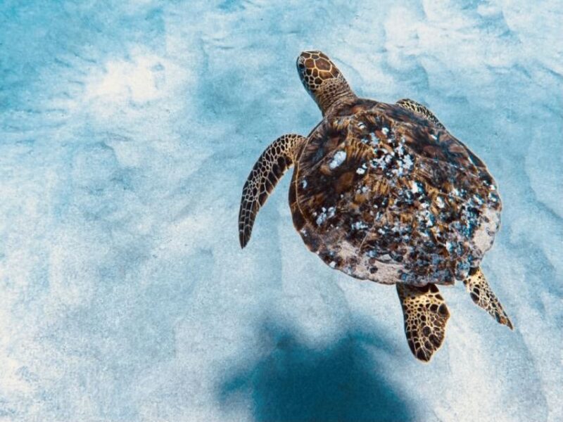 West O'ahu: Dolphin Watching and Snorkeling Catamaran Cruise - Authentic Experiences: What Travelers Are Saying