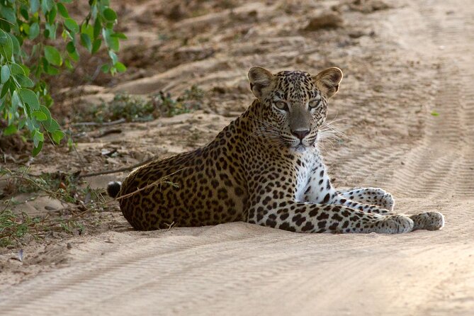 Yala Full Day Safari from Hambantota Port Shore Excursion - In-Depth Look at the Itinerary