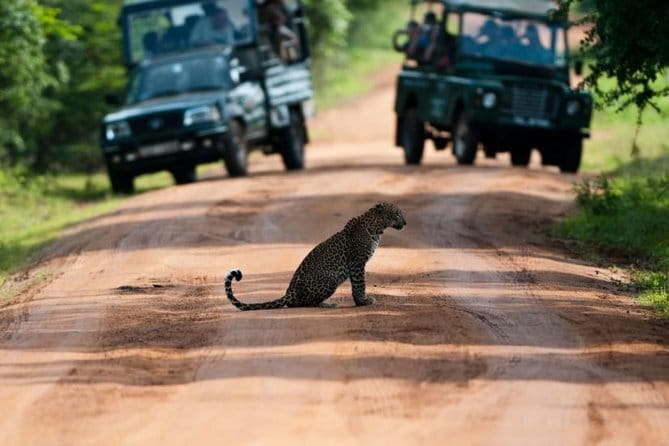 Yala National Park (Day Tour) - An In-Depth Look at the Yala National Park Day Tour