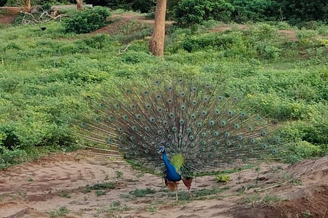 Yala National Park Full-Day Jeep Safari with Lunch - FAQ