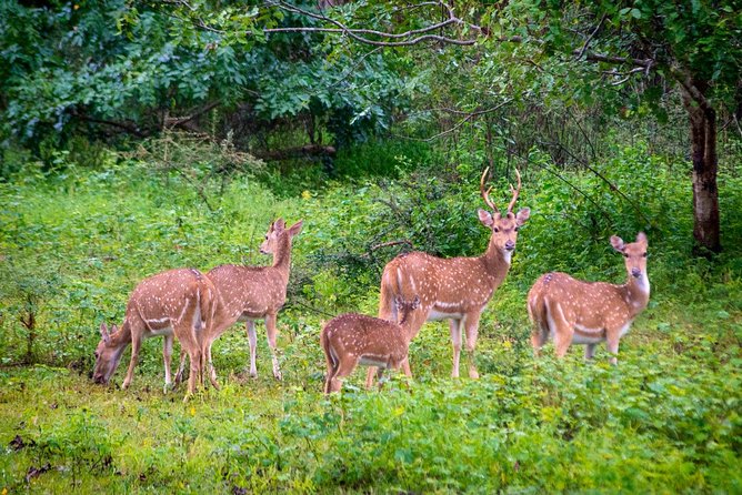 Yala National Park Private Safari trip from Galle/Unawatuna/Mirissa - Transportation and Comfort