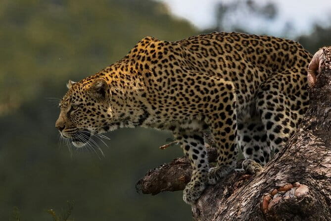 Yala National Park Safari from Hambantota port (Shore Excursion) - What Makes This Safari Stand Out?