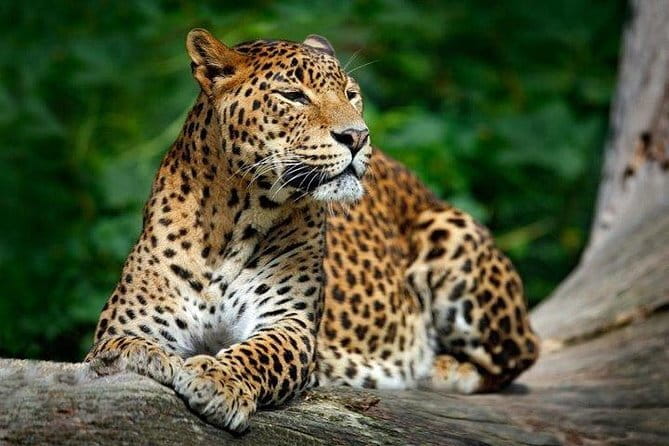 Yala National Park Safari from Hambantota Seaport - Final Thoughts