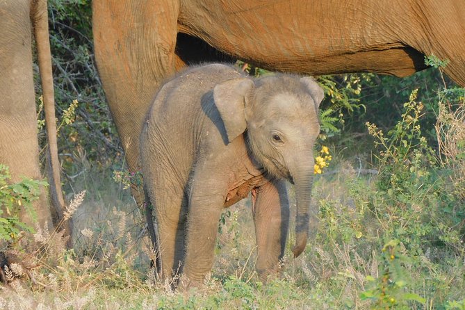 Yala National Park Safari Tours - Half Day & Full Day - The Challenges and Considerations