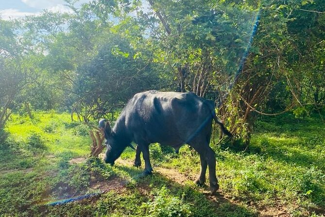 Yala Private Safari Jeep Half Day - Who Would Love This Tour?