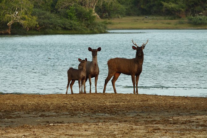 Yala Safari Jeep tour with Abraham Travel - Detailed Breakdown of the Safari